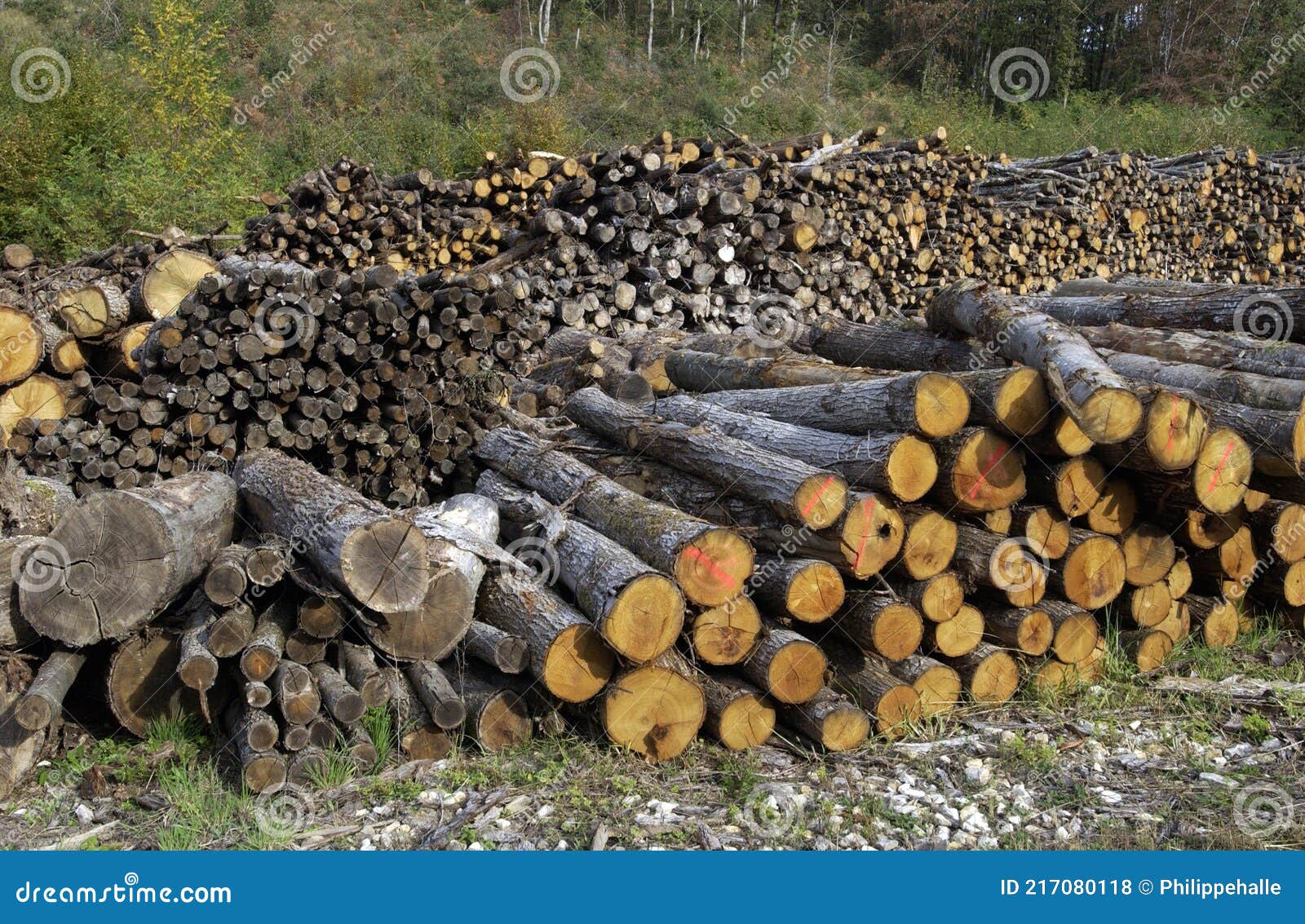 Log in a forest stock photo. Image of forest, nature - 217080118