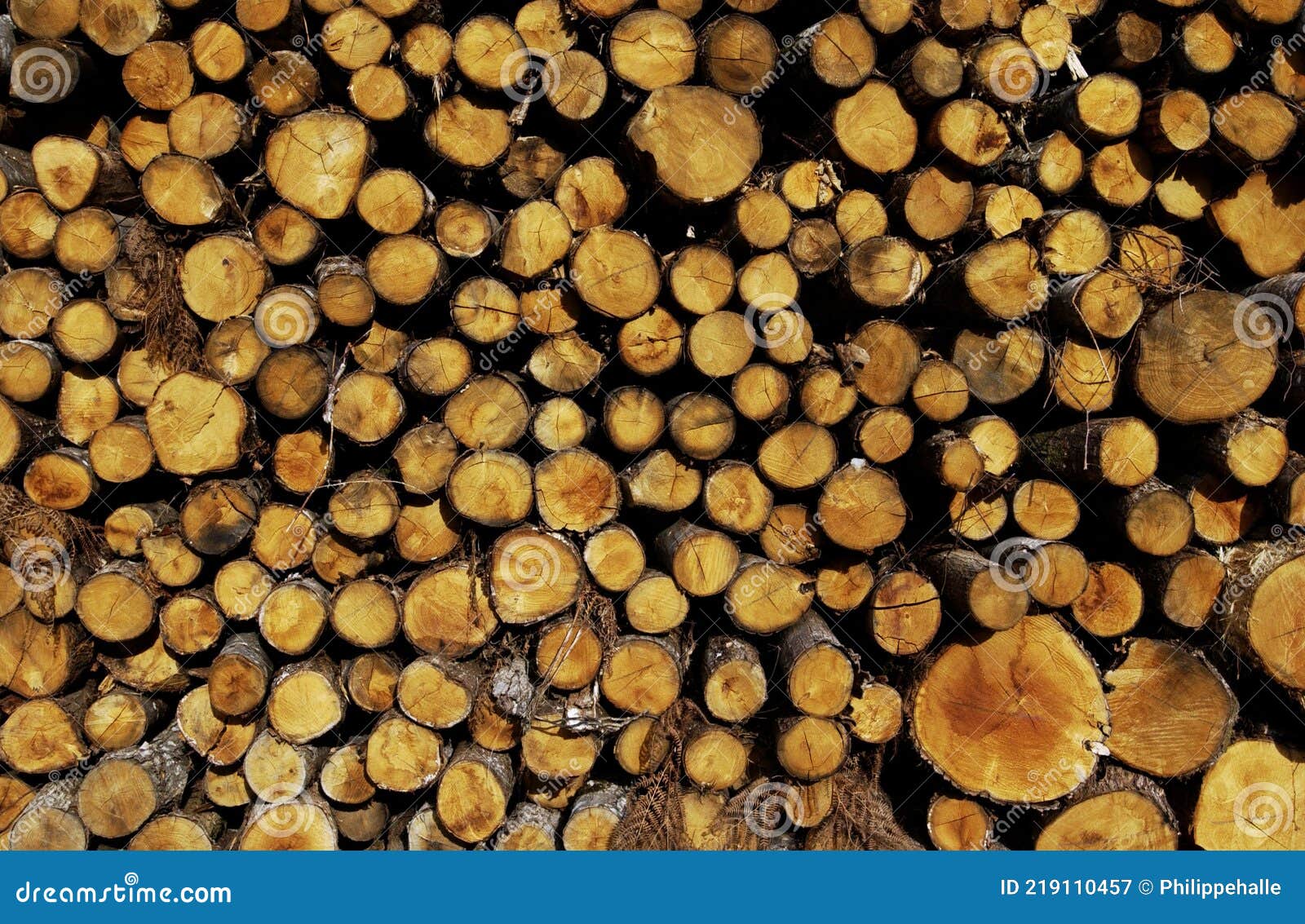 Log in a forest stock image. Image of trunk, firewood - 219110457