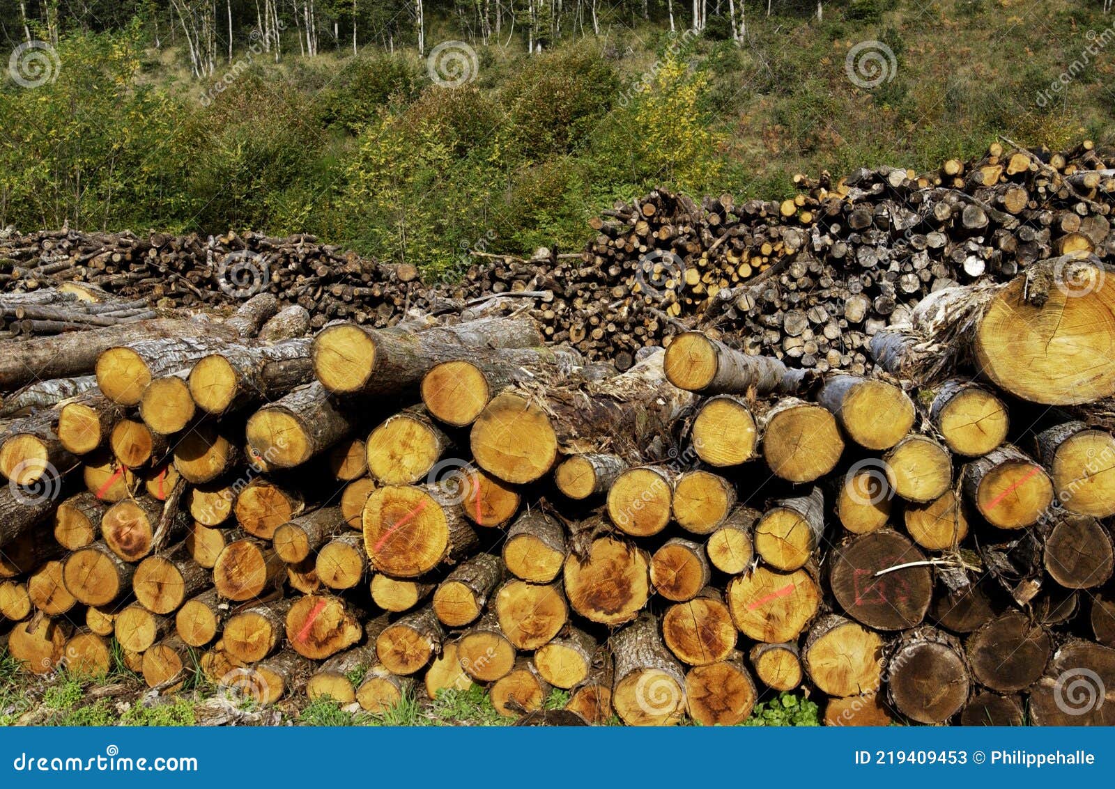 Log in a forest stock image. Image of horizontal, logs - 219409453