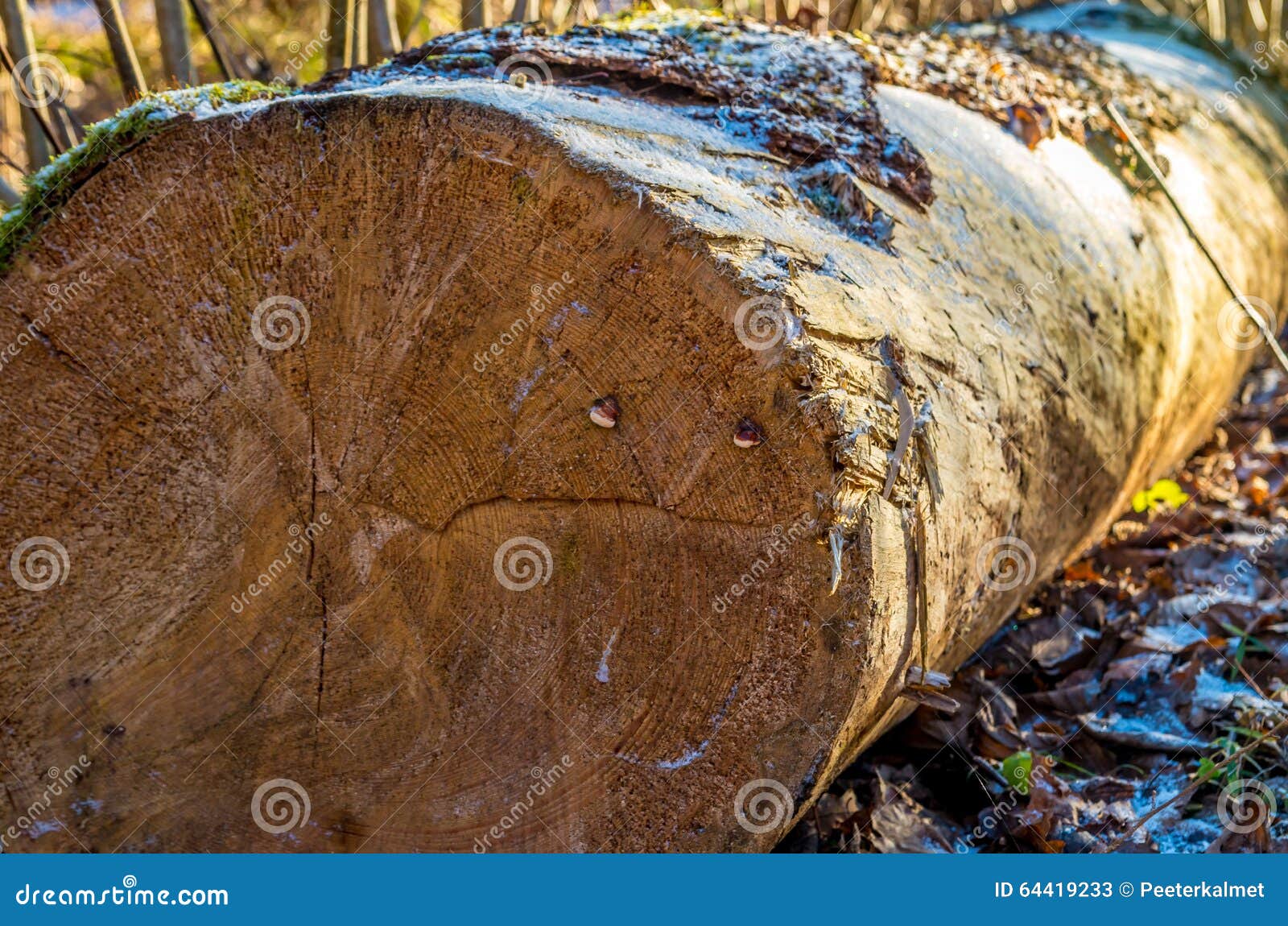 A log in forest stock image. Image of autumn, tree, bark - 64419233