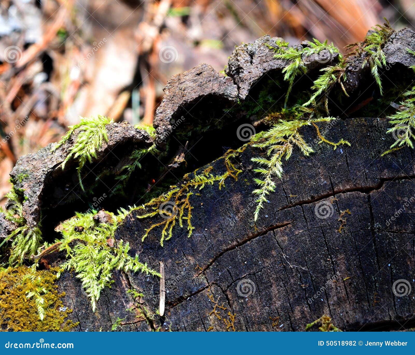 Log with Forest Moss stock photo. Image of plants, nature - 50518982