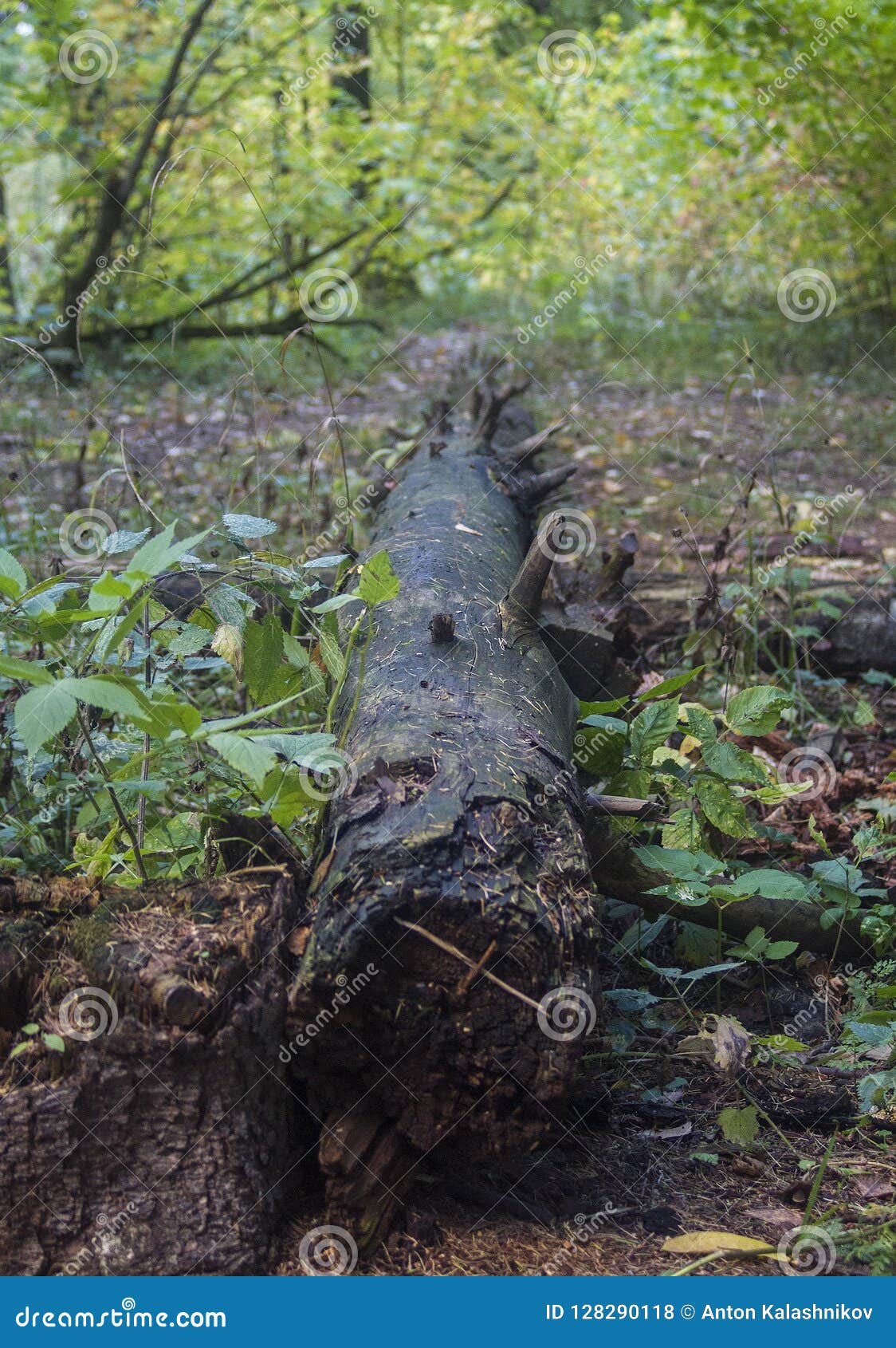 Log in the forest stock photo. Image of fall, trunk - 128290118