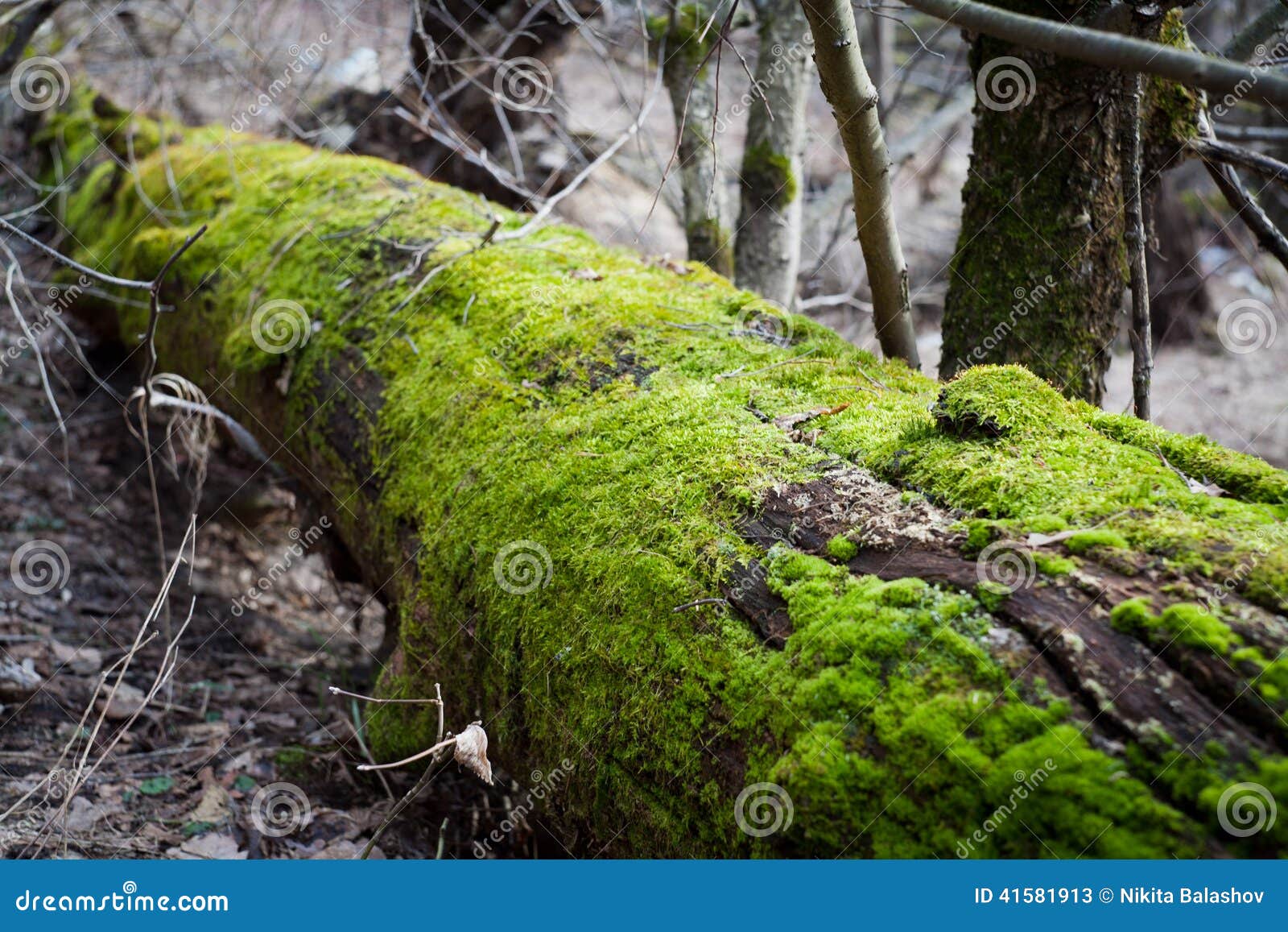 Log in the forest stock image. Image of nature, timber - 41581913