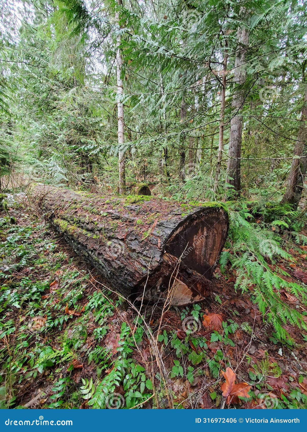 Log in Forest in the PNW stock photo. Image of forest - 316972406