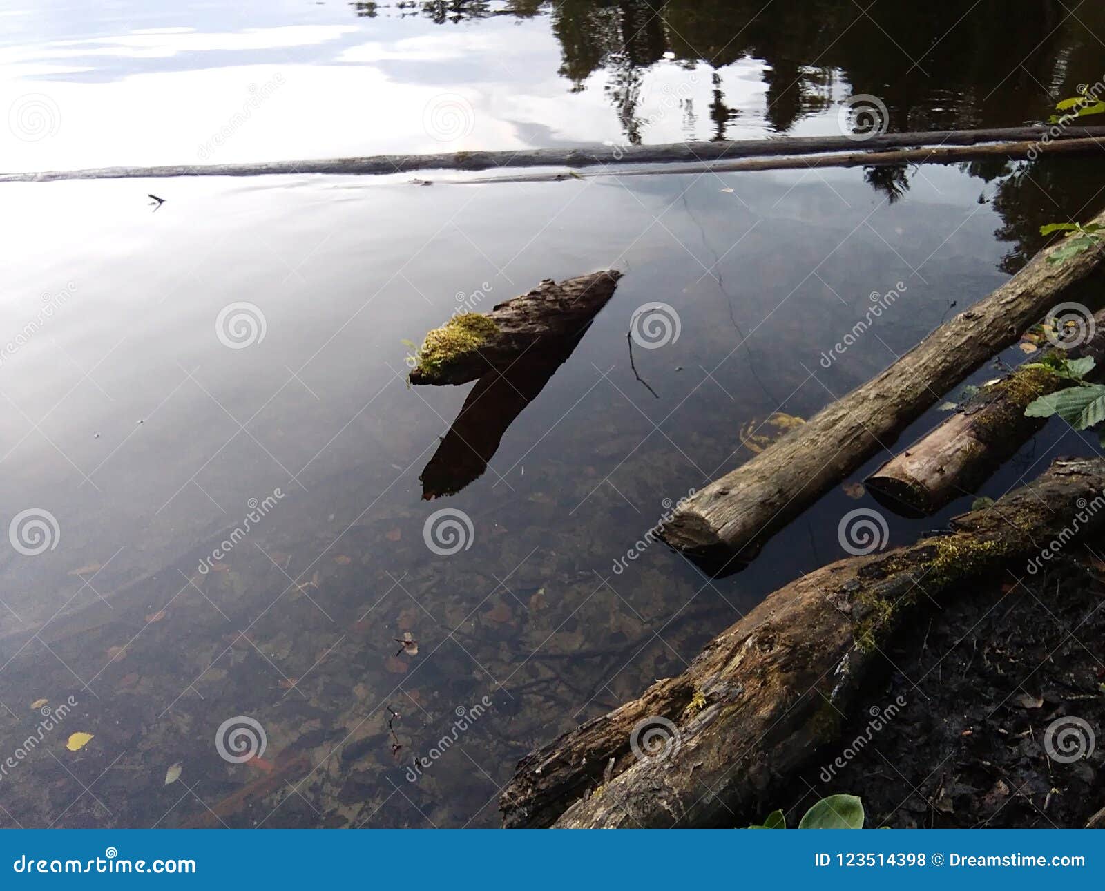 On the log formed moss. stock photo. Image of summer - 123514398