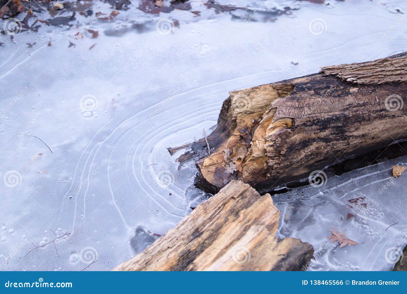 Fallen Log Frozen in Ice on Stream Stock Photo - Image of clear, melt ...