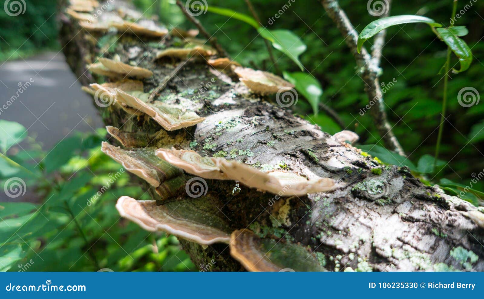 Fungi on a log stock photo. Image of pretty, montessori - 106235330