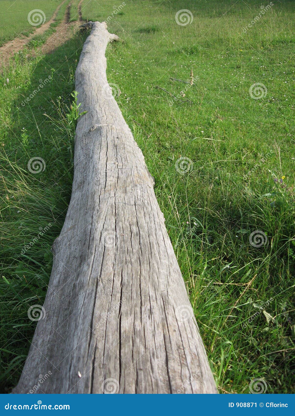 Log in the grass stock image. Image of rustic, cracked - 908871