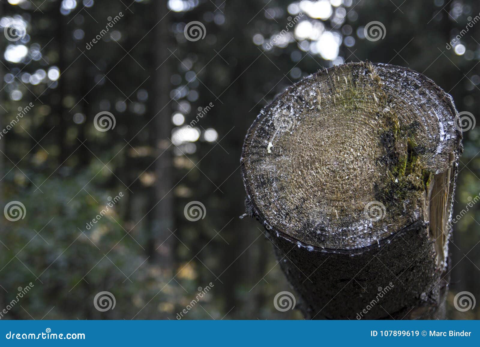 A log in green forest stock image. Image of dark, plant - 107899619