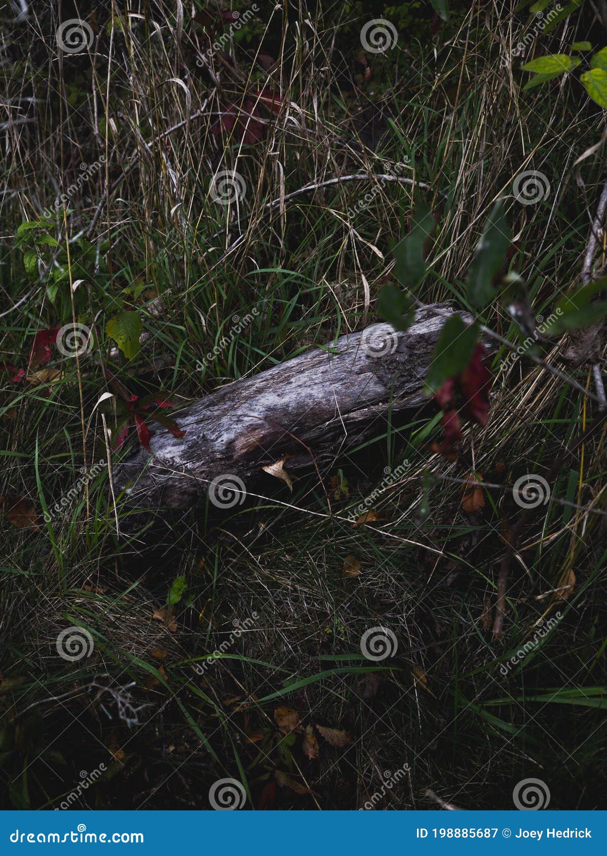 Log on the ground stock image. Image of autumn, wilderness - 198885687