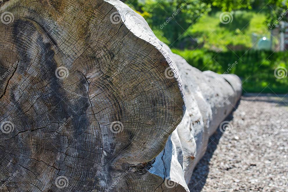 Log on the Ground in a Rustic Outdoor Setting Stock Image - Image of ...