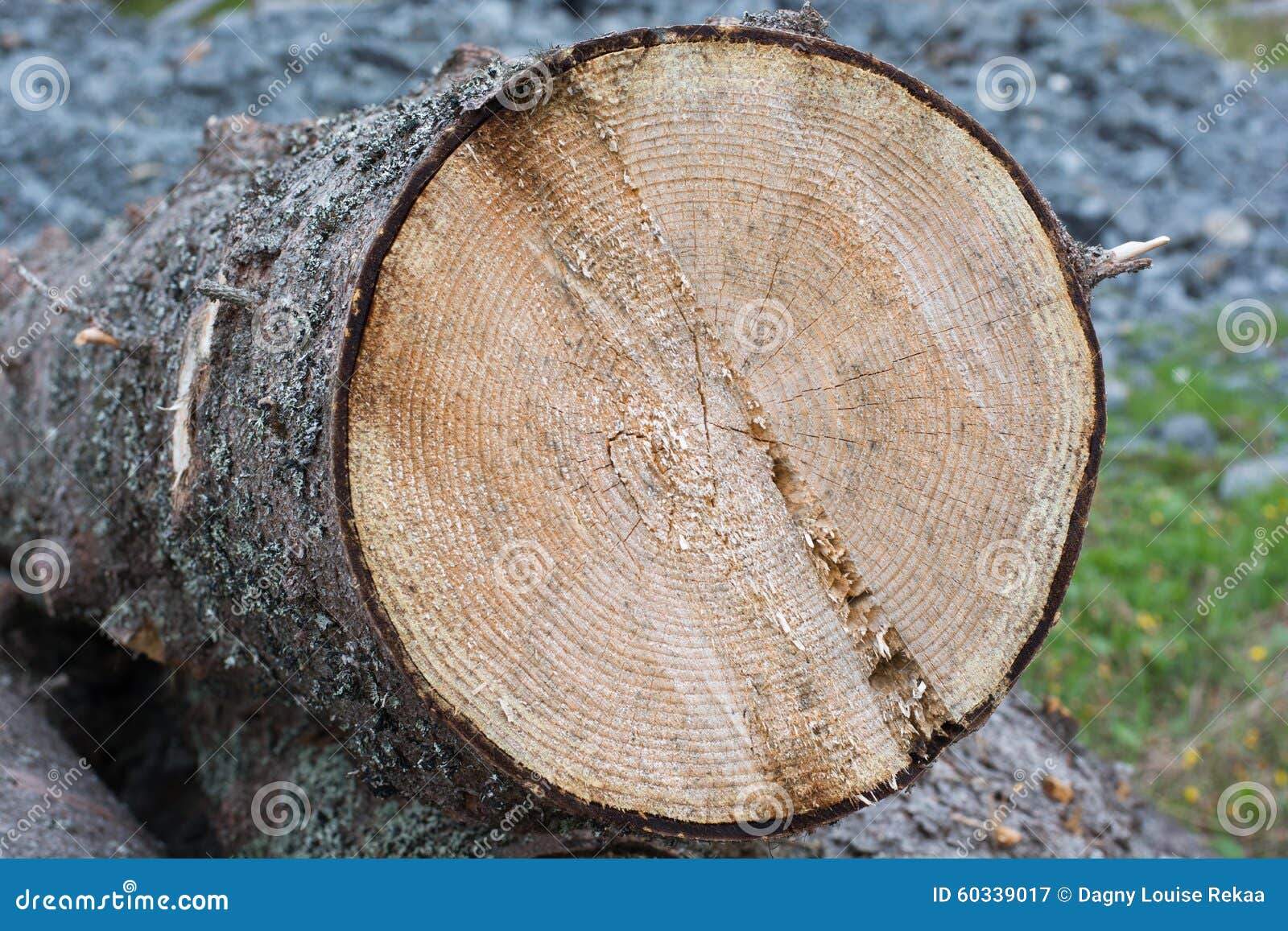 A log with growth rings stock image. Image of europe - 60339017