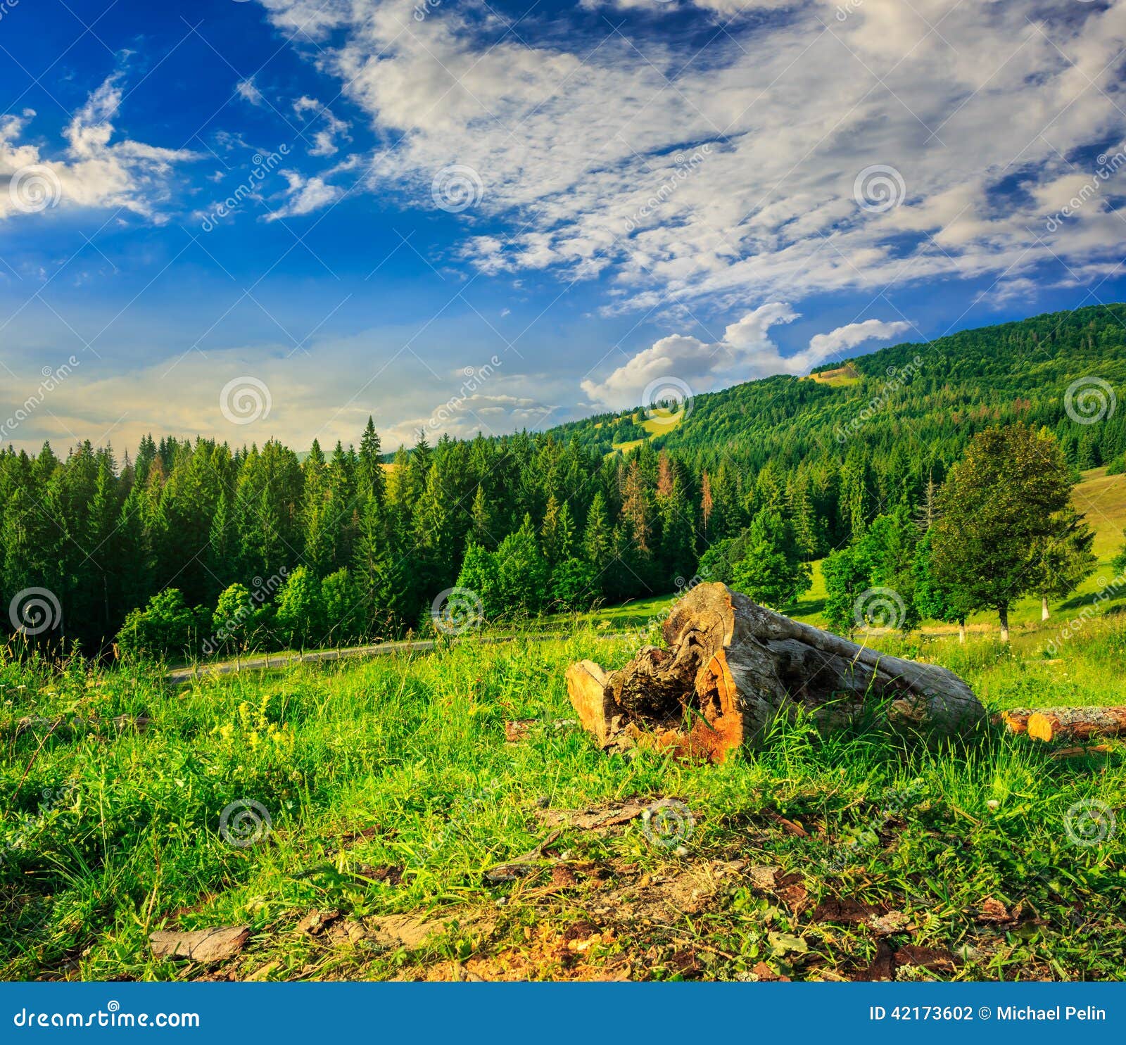 Log on a Hillside Near the Forests Stock Photo - Image of trees, grass ...
