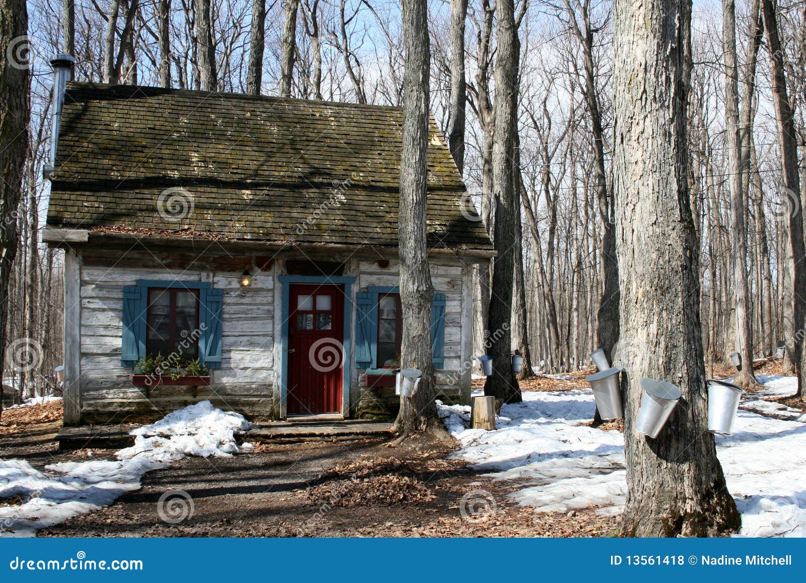 Log House and Maple Trees with Pail Stock Photo - Image of maple ...
