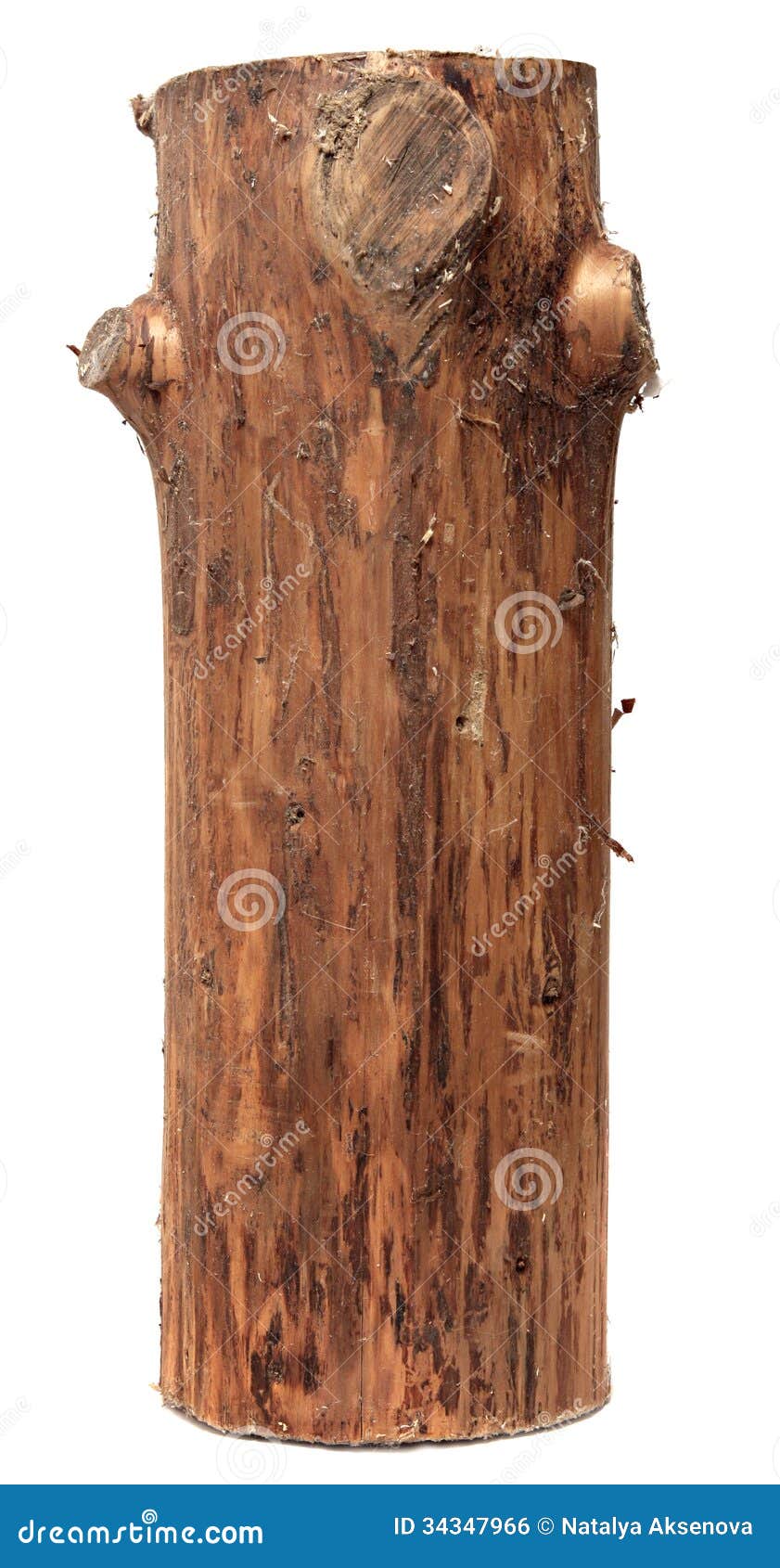 Log Isolated on a White Background Stock Photo - Image of biology, ring ...