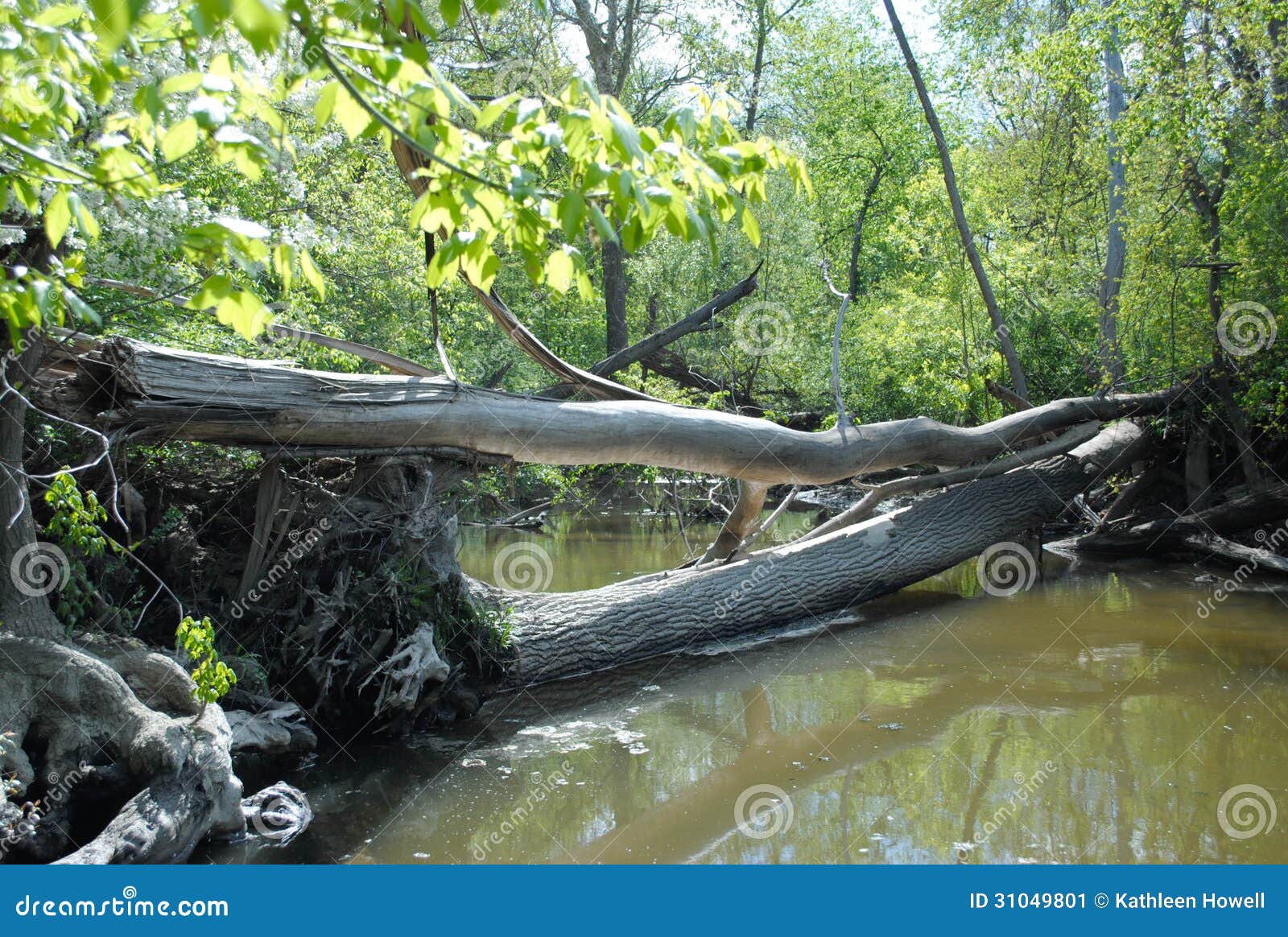 Log Jam stock image. Image of nature, tree, roots, bark - 31049801