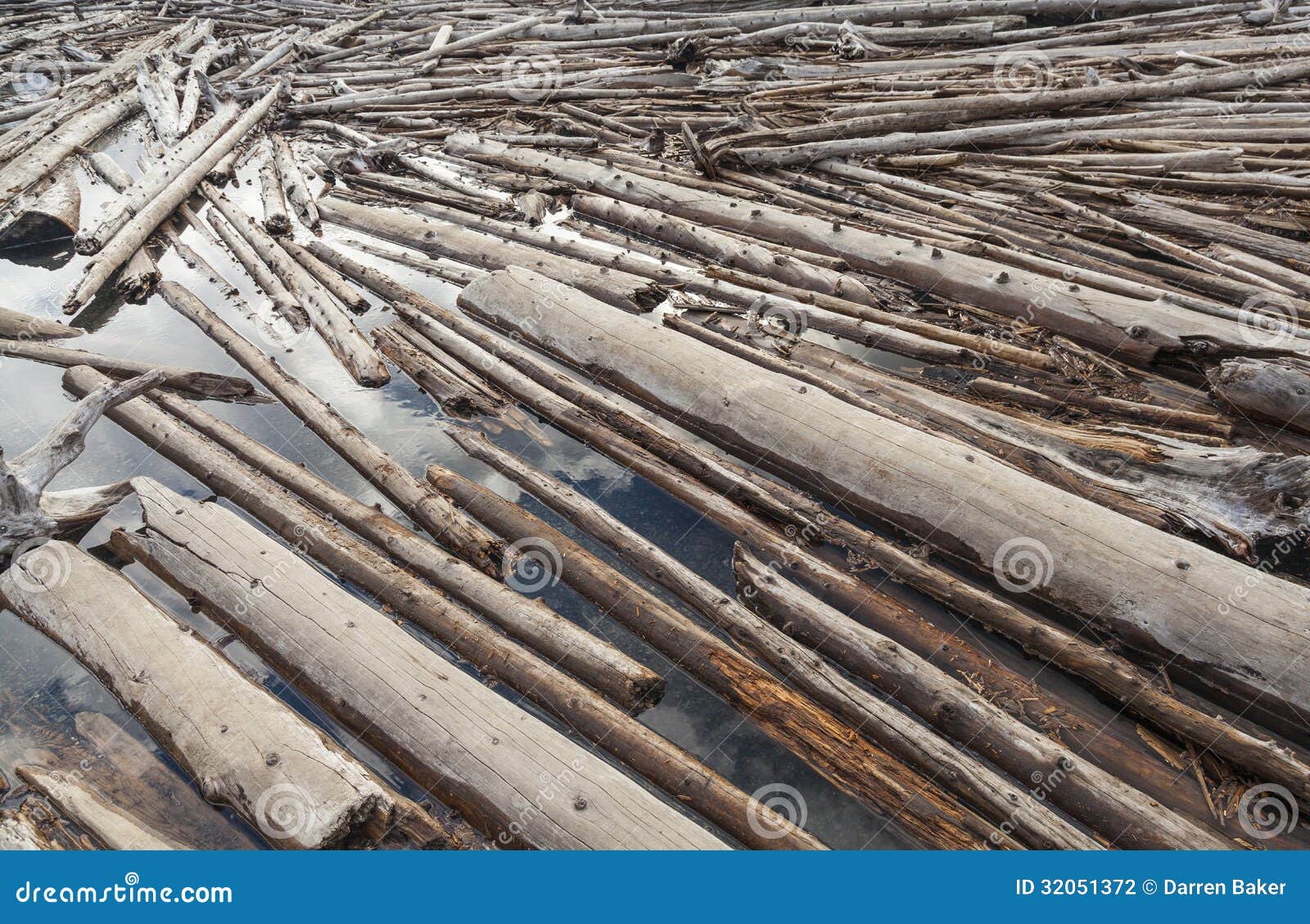 Log Jam of Tree Trunks Floting on a River Stock Photo - Image of ...