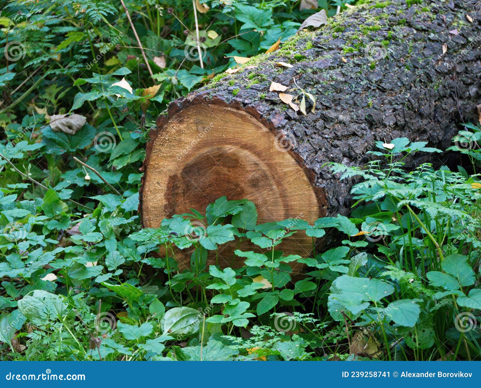 A log in grass in the park stock image. Image of outdoor - 239258741