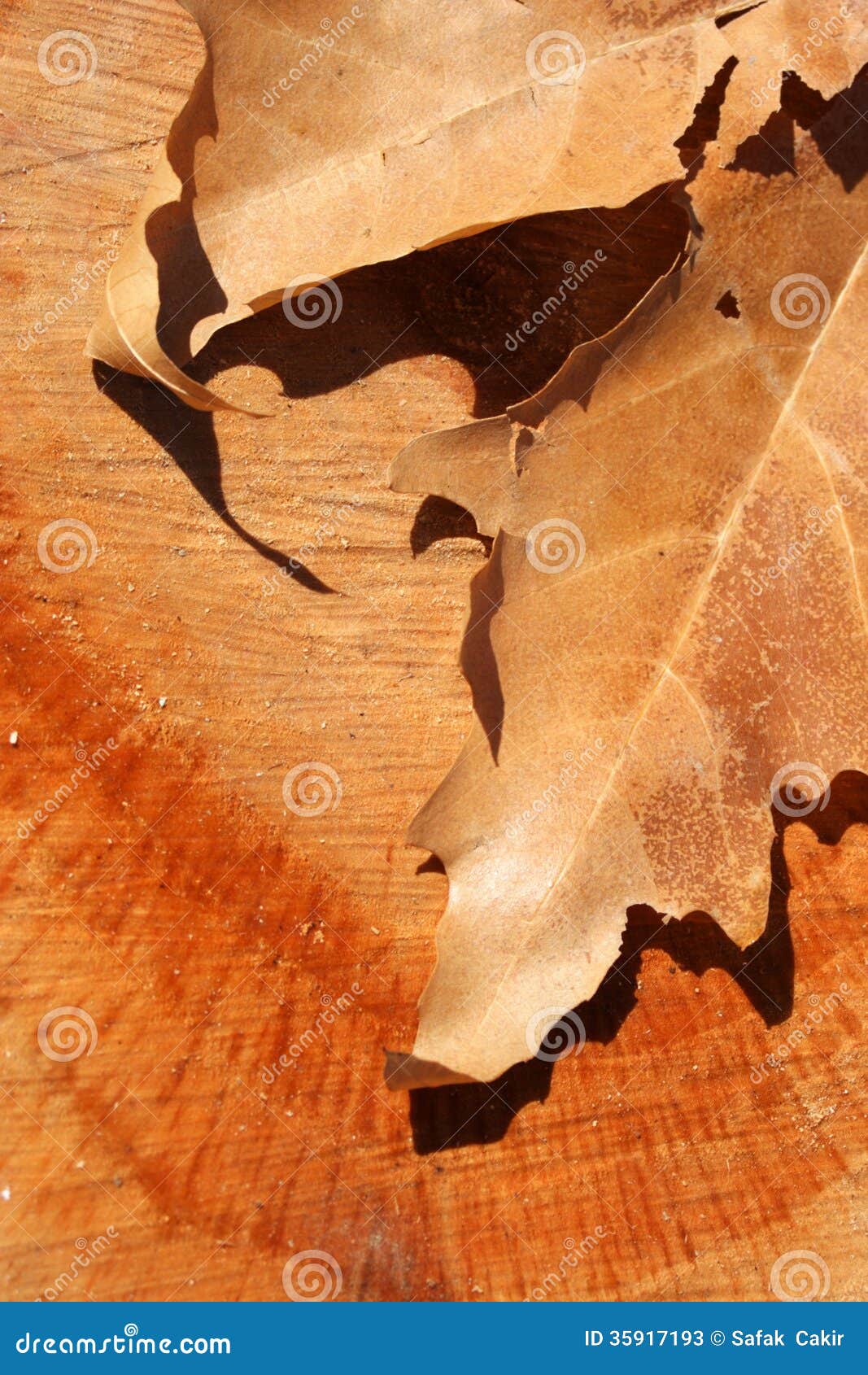 Log and Leaf stock image. Image of blank, floor, nature - 35917193