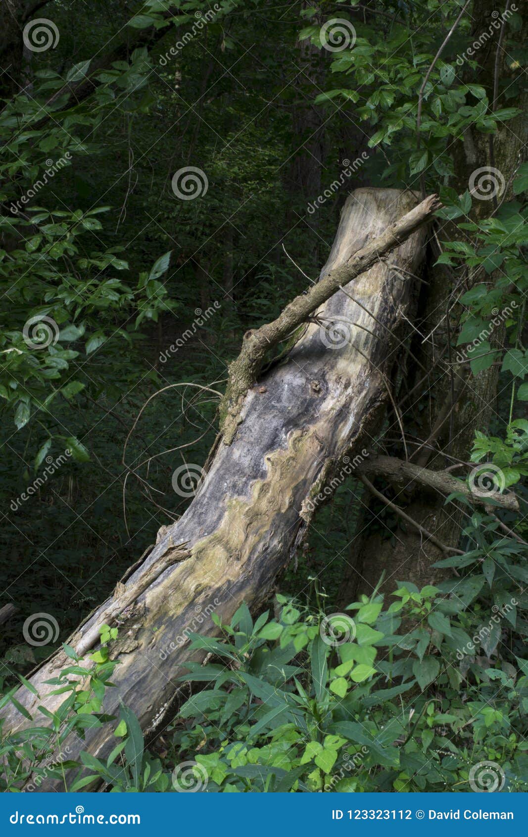 Log leaning against tree stock photo. Image of live - 123323112