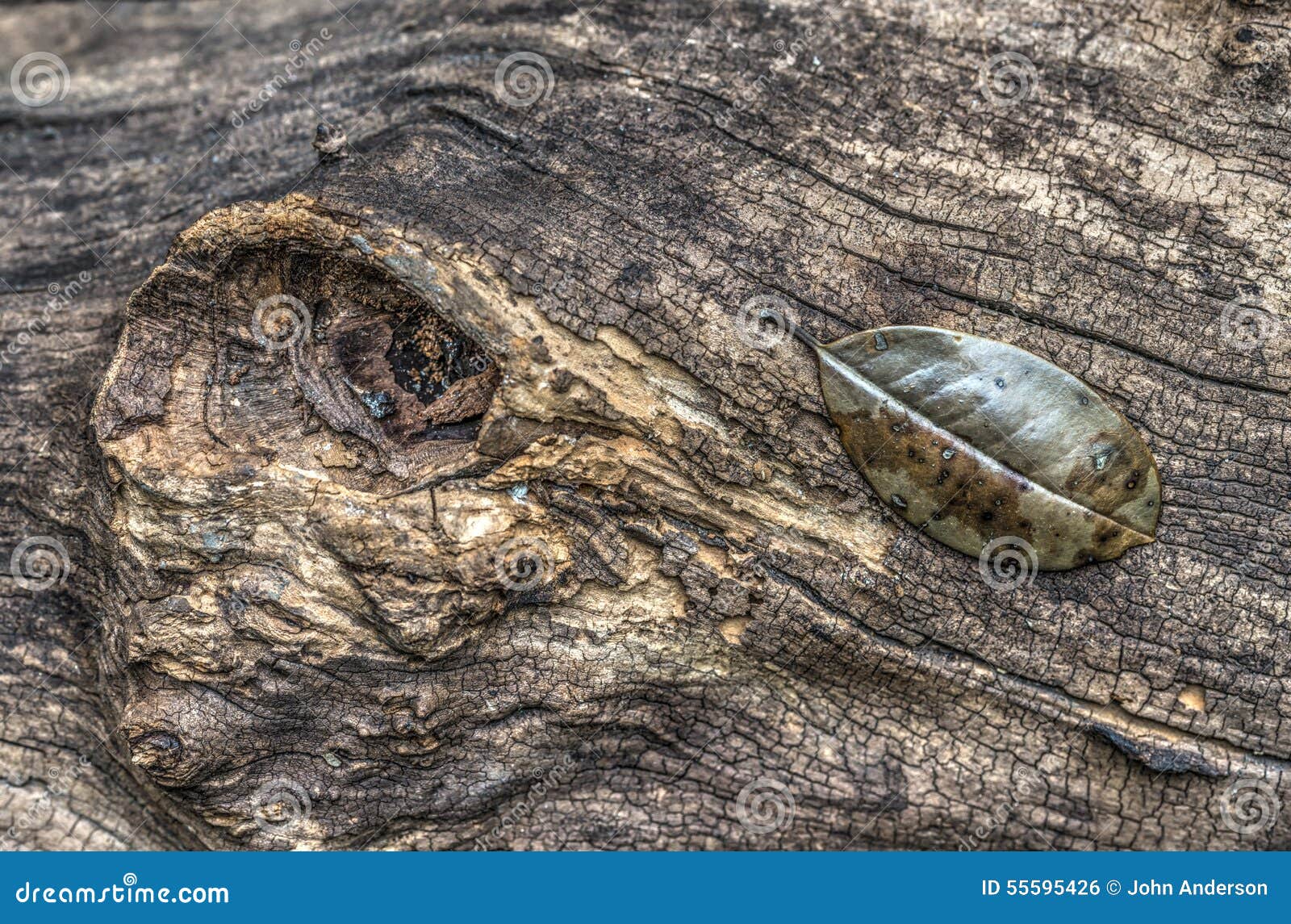 Log and leaves stock photo. Image of plant, leaf, grain - 55595426