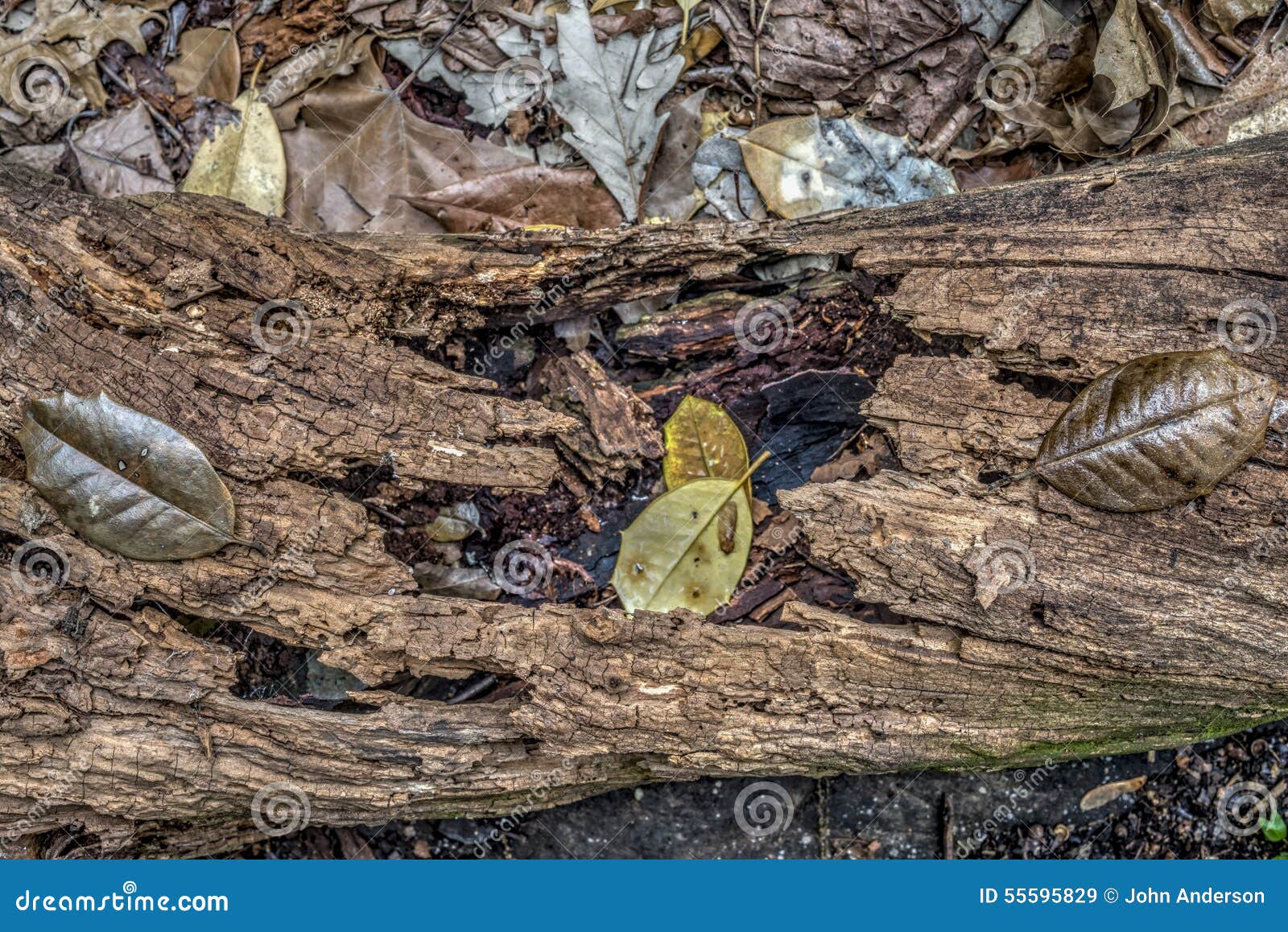 Log and leaves stock image. Image of grain, plant, leaf - 55595829