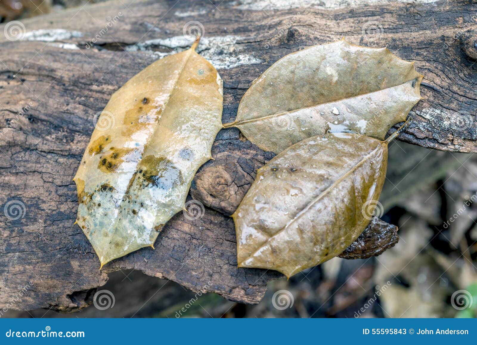 Log and leaves stock image. Image of forest, leaves, wood - 55595843