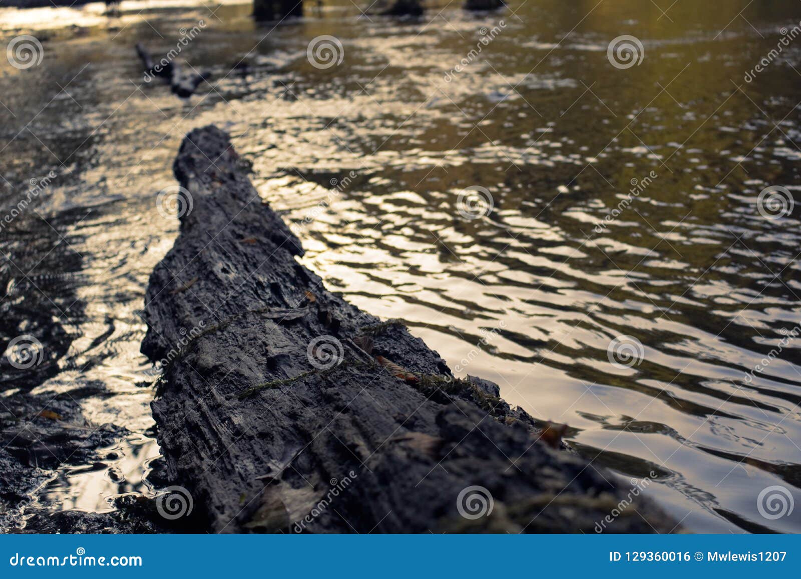 Log in the Water stock photo. Image of wood, little - 129360016