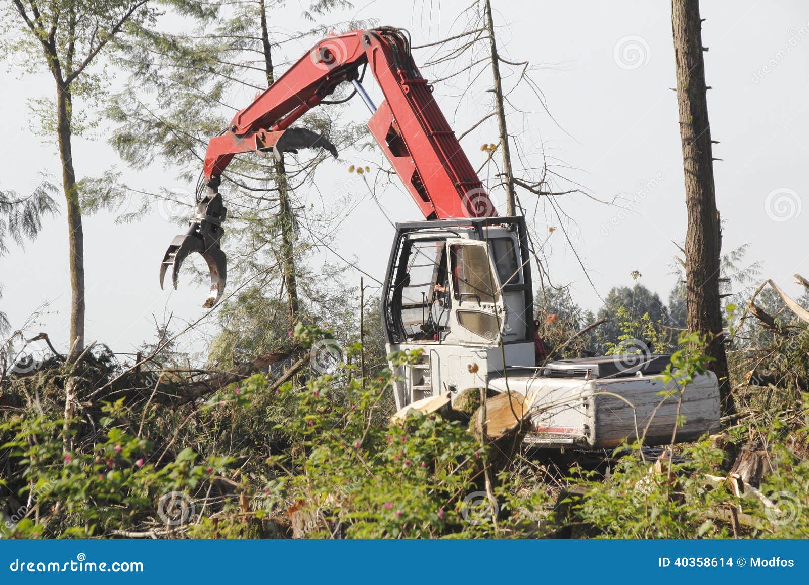 Log Loader in Forest stock photo. Image of heavy, grabber - 40358614