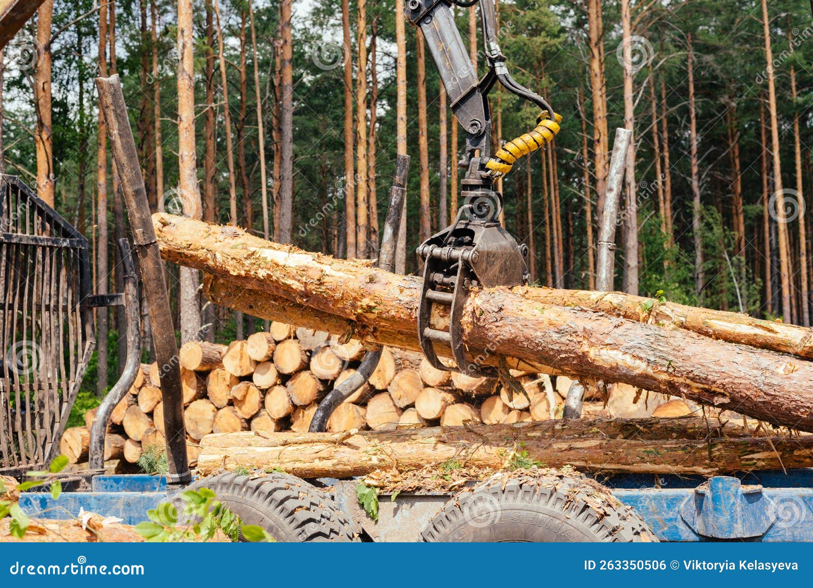 Log Loader or Forestry Machine Loads. the Logs are Folded on the ...