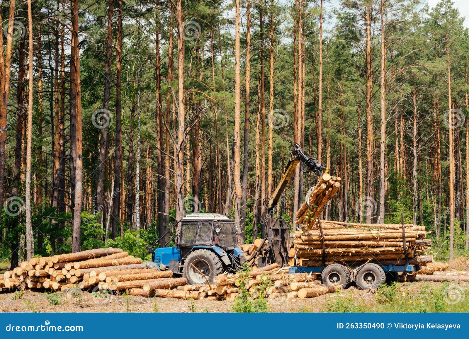 Log Loader or Forestry Machine Loads. the Logs are Folded on the ...