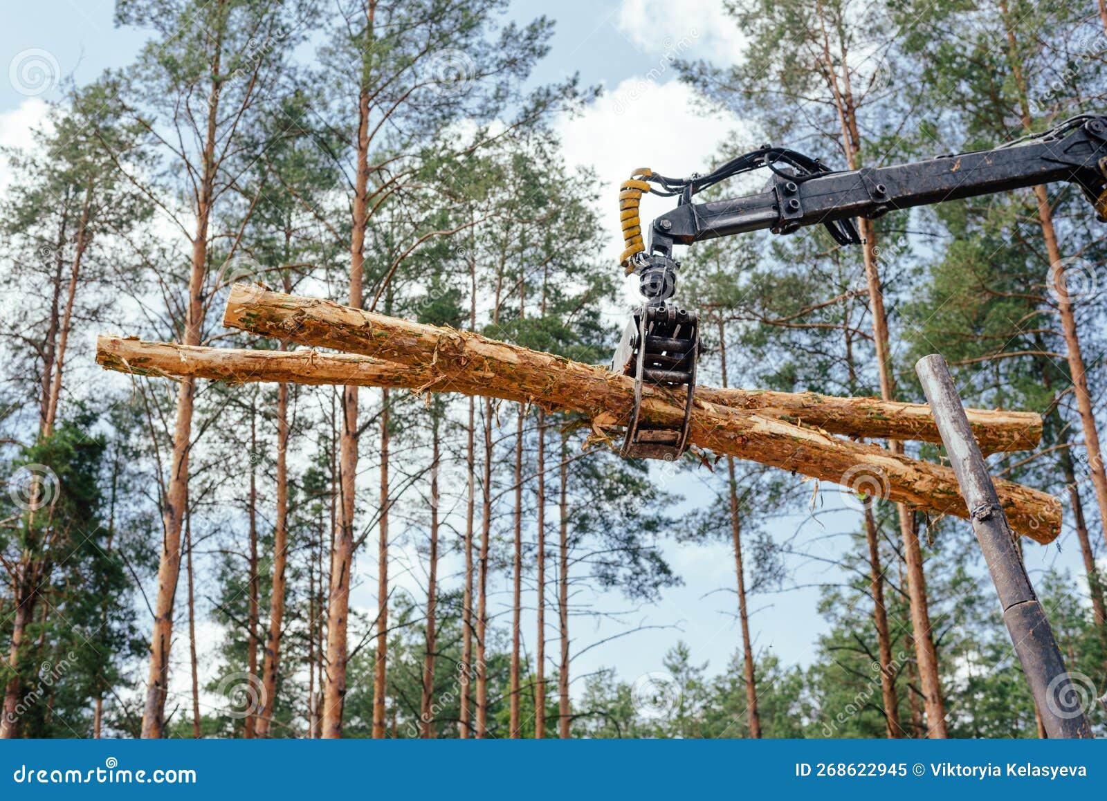 Log Loader. Timber Harvesting Stock Image - Image of truck, transport ...