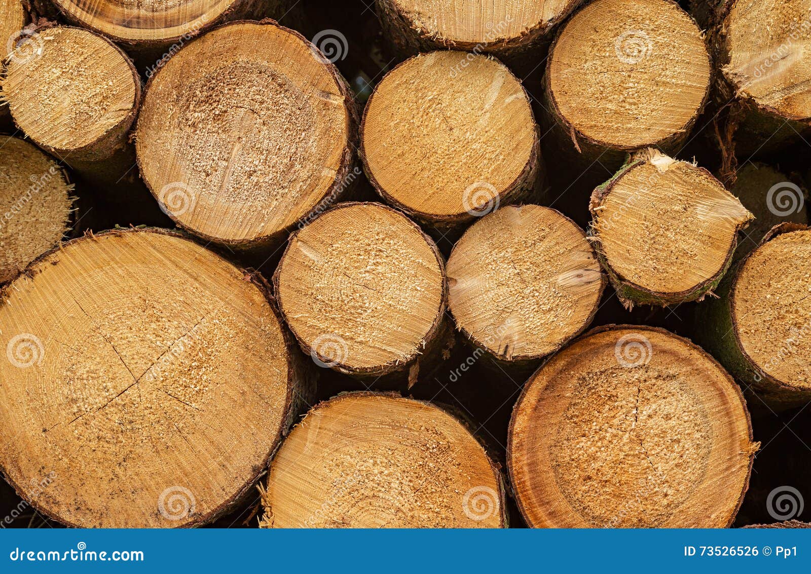 Log Lumber Timber Tree Round Ring Pine Spruce Tree-ring Detail Stock ...