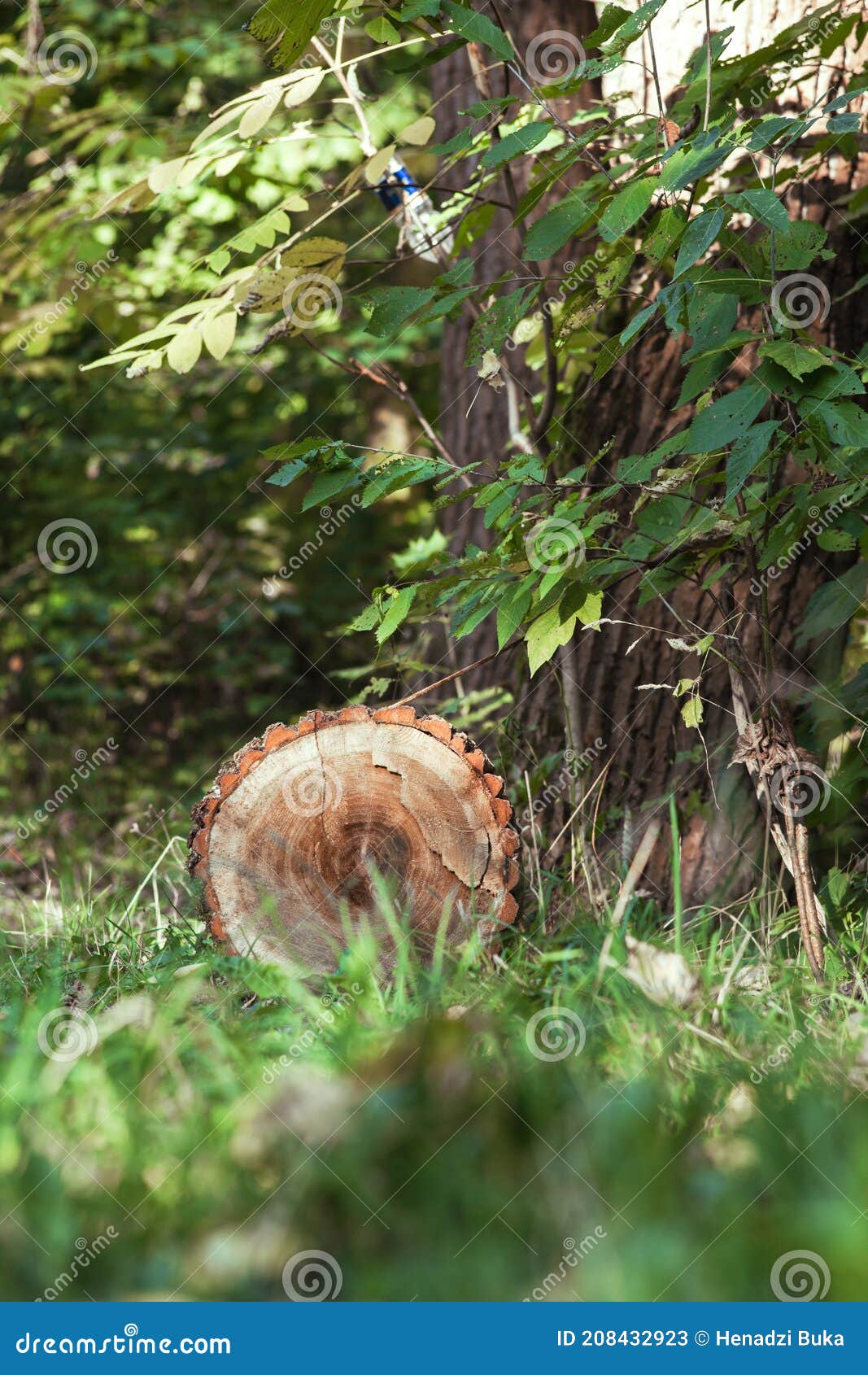 A Log Lying in the Forest on the Ground Stock Image - Image of brown ...