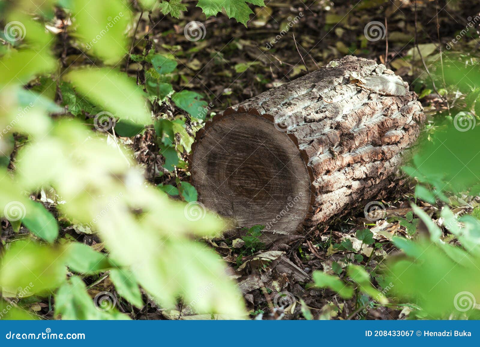 A Log Lying in the Forest on the Ground Stock Image - Image of woodland ...