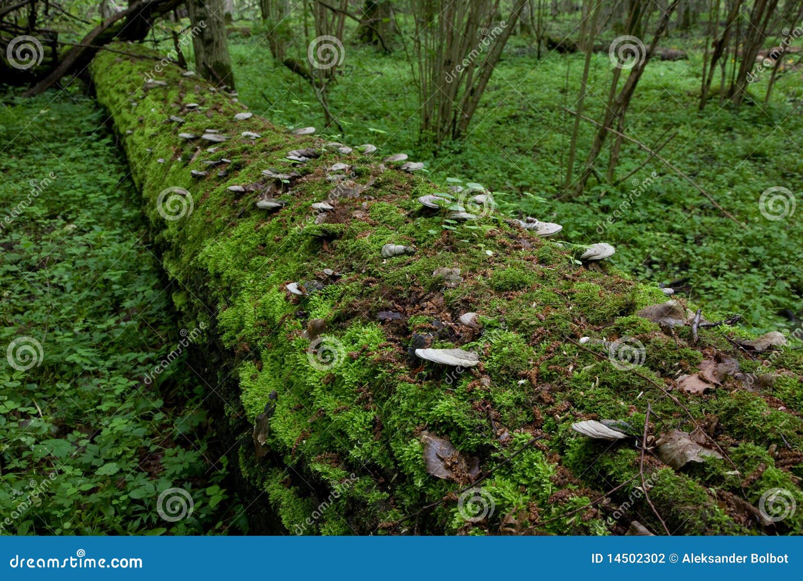 Log lying moss covered stock photo. Image of fungi, broken - 14502302