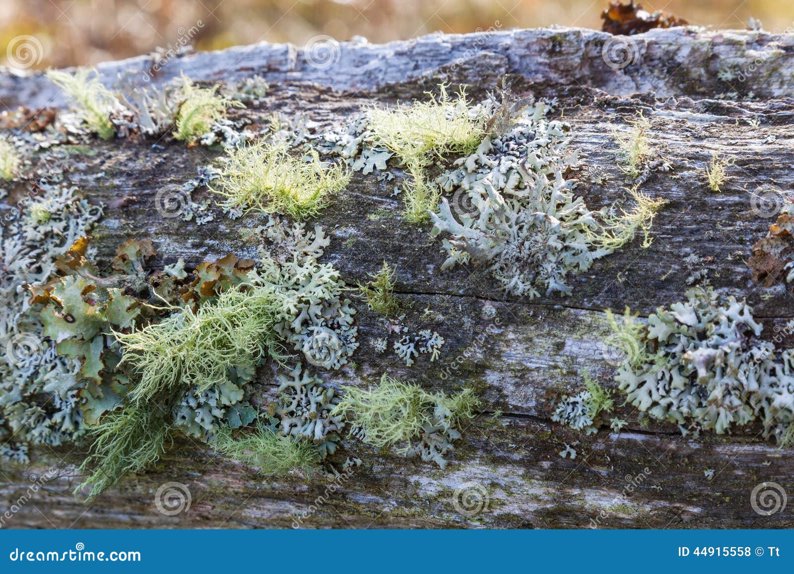 Log with moss and lichens stock photo. Image of branch - 44915558