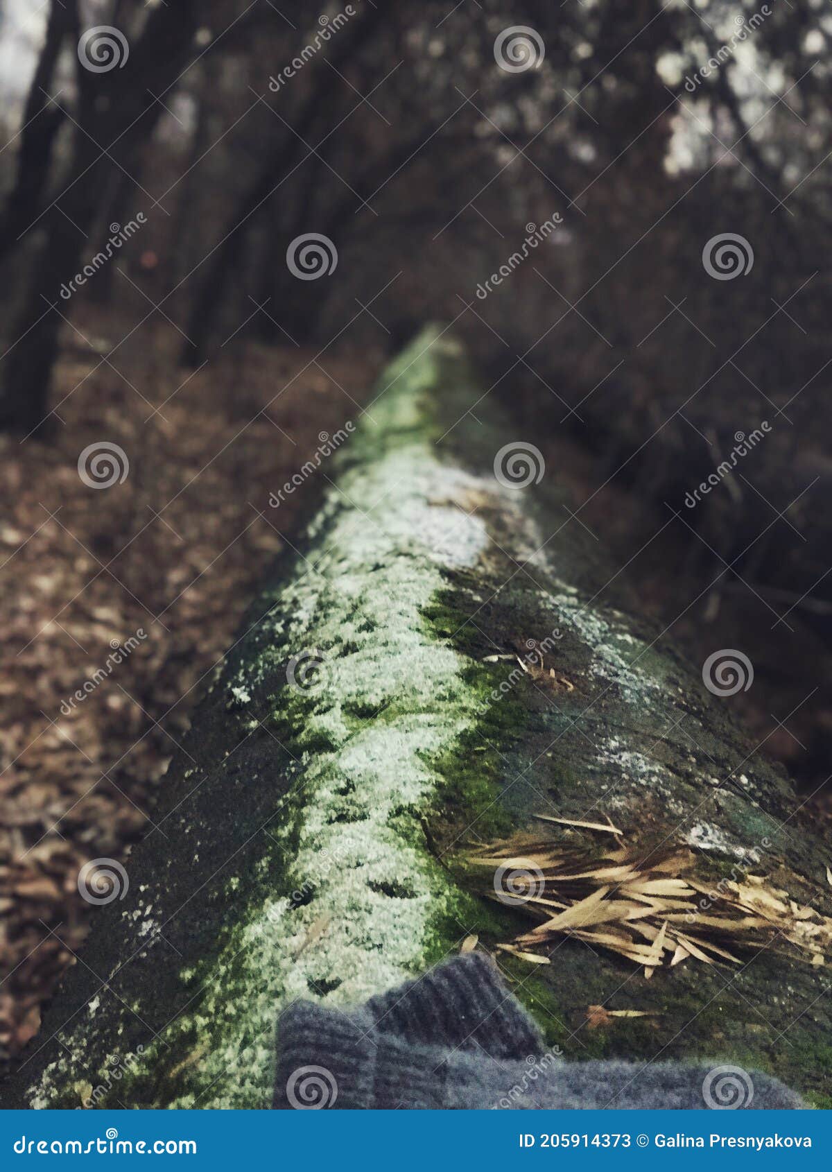 A Log with Moss Lies in the Forest Stock Image - Image of landscape ...