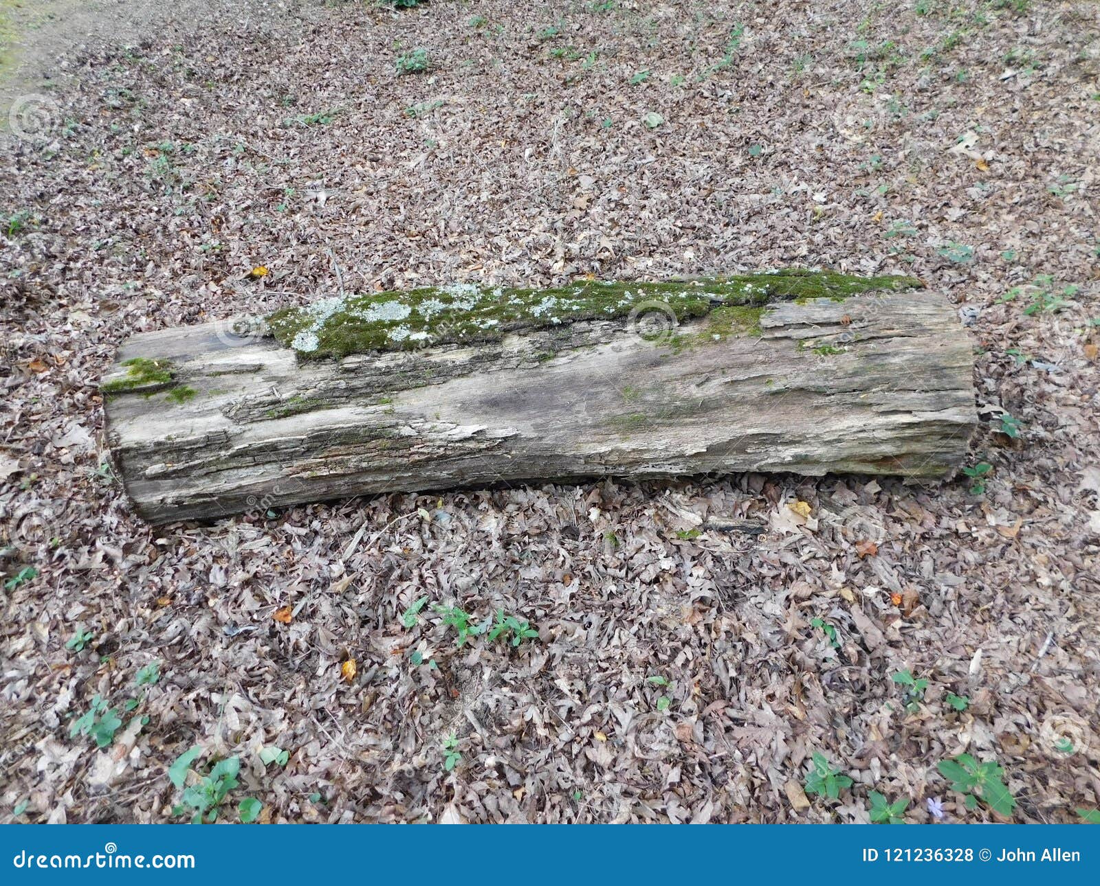 Log with Moss. stock photo. Image of tree, fallen, wood - 121236328