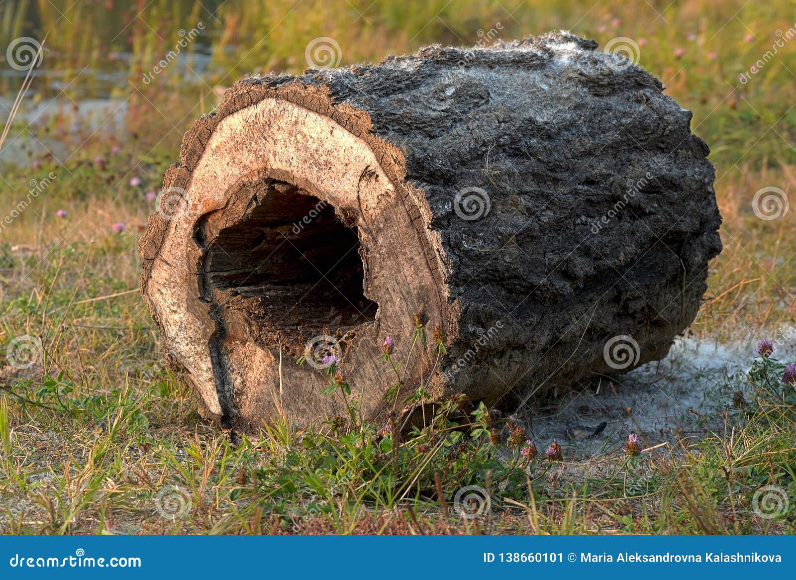 Log in nature close-up. stock image. Image of grass - 138660101
