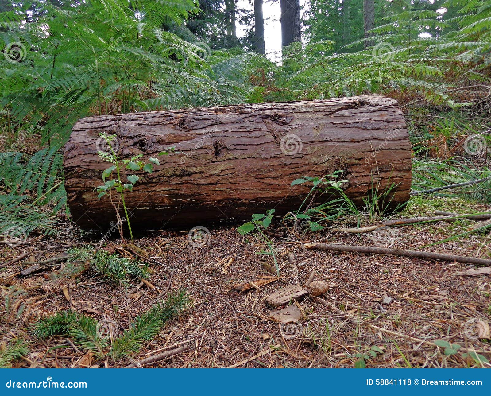 Log stock photo. Image of floor, natural, peaceful, scene - 58841118