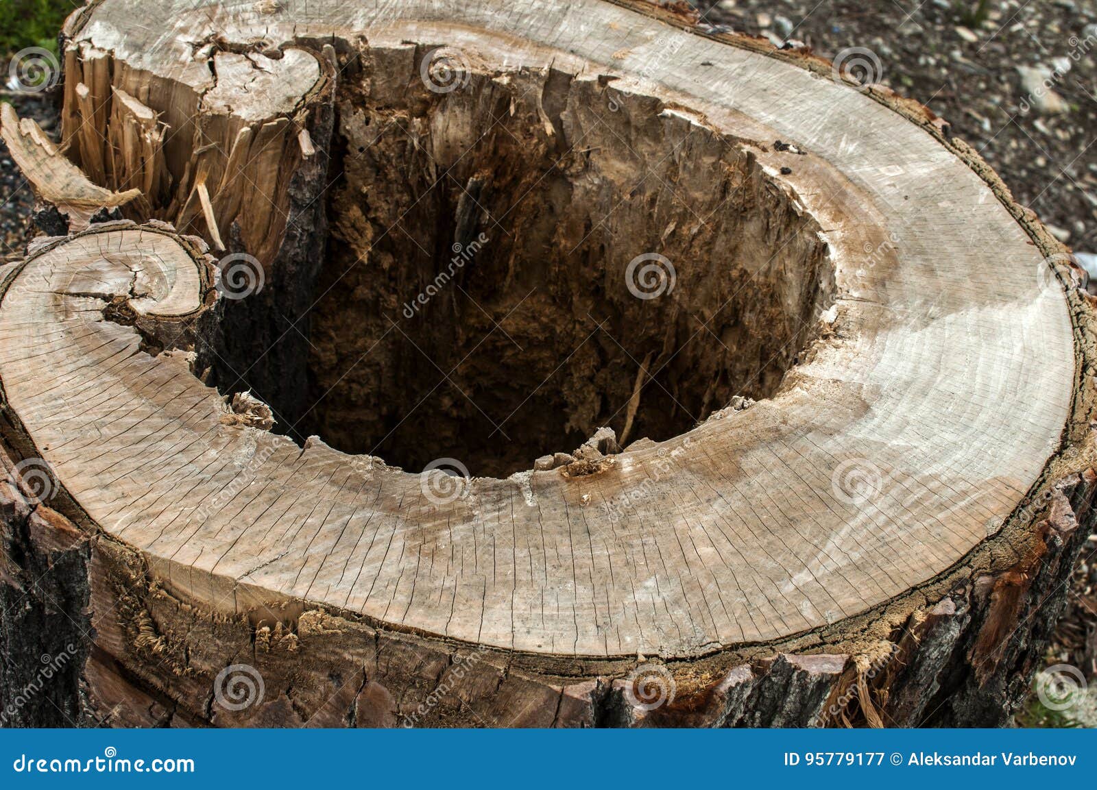 Log of old big tree stock image. Image of trunk, circle - 95779177