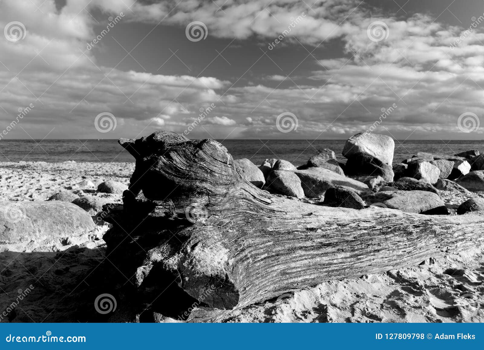 Log of Fallen Tree Washed Up on Shore Stock Photo - Image of bark ...