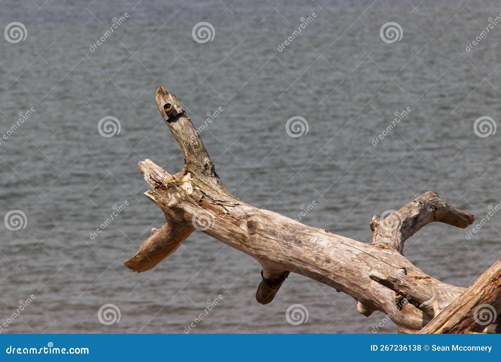 A Log Over Water, Focus on the Foreground Stock Photo - Image of ...