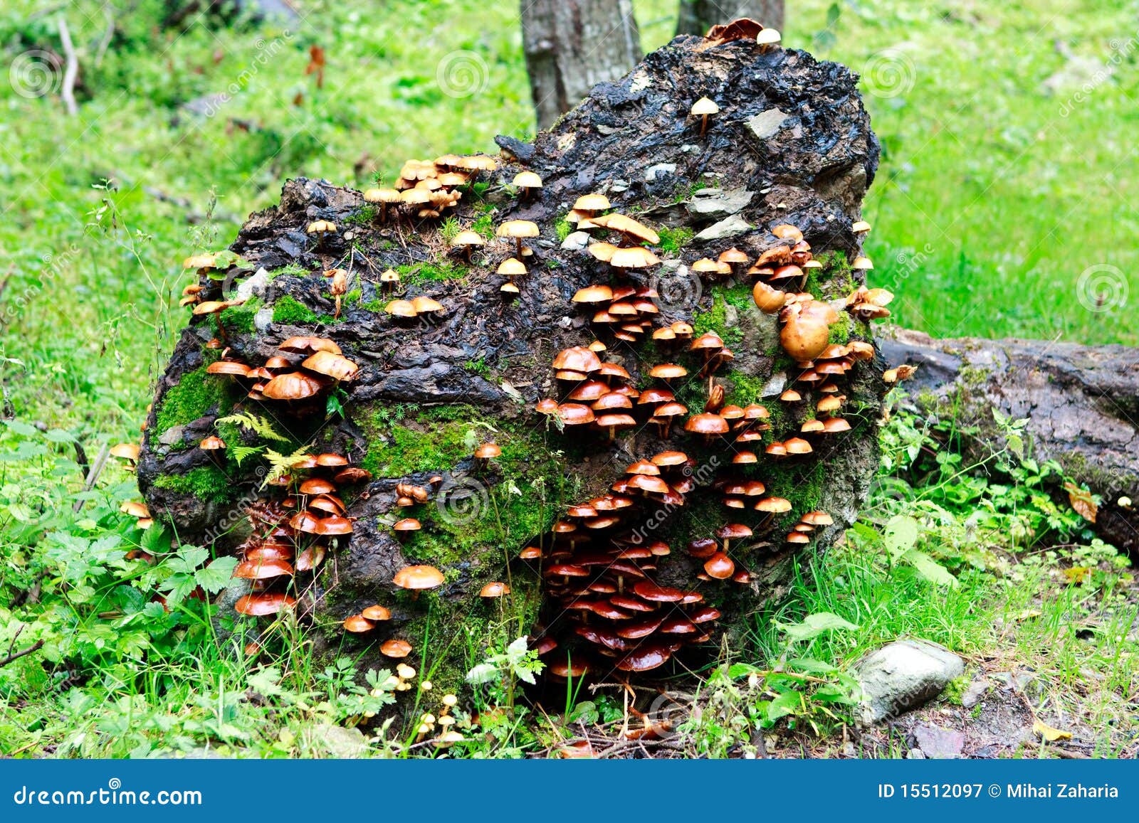 Log Overgrown with Mushrooms Stock Image - Image of forest, orange ...