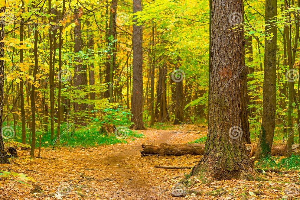 Log on the Path in the Forest Stock Image - Image of tree, alley: 49580077