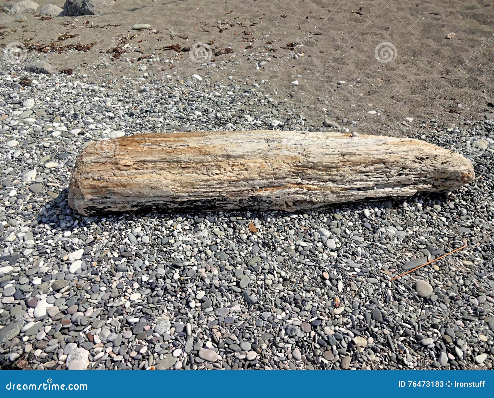 The Log on the Pebble Beach Stock Image - Image of pebbles, texture ...