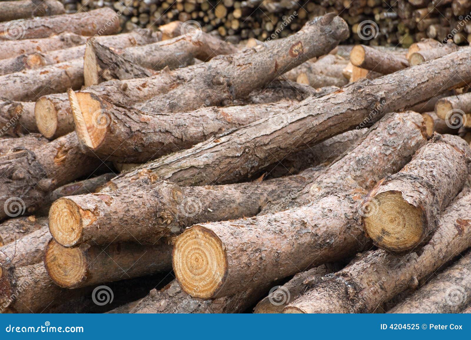 Log Pile stock image. Image of wooden, environment, trunk - 4204525
