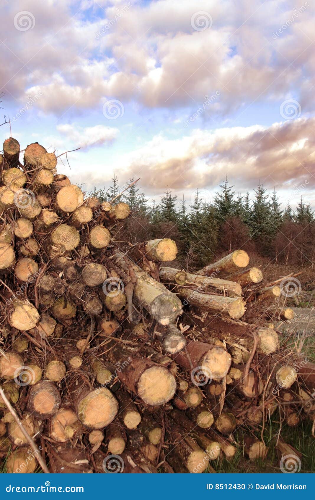 Log pile stock photo. Image of europe, material, chop - 8512430