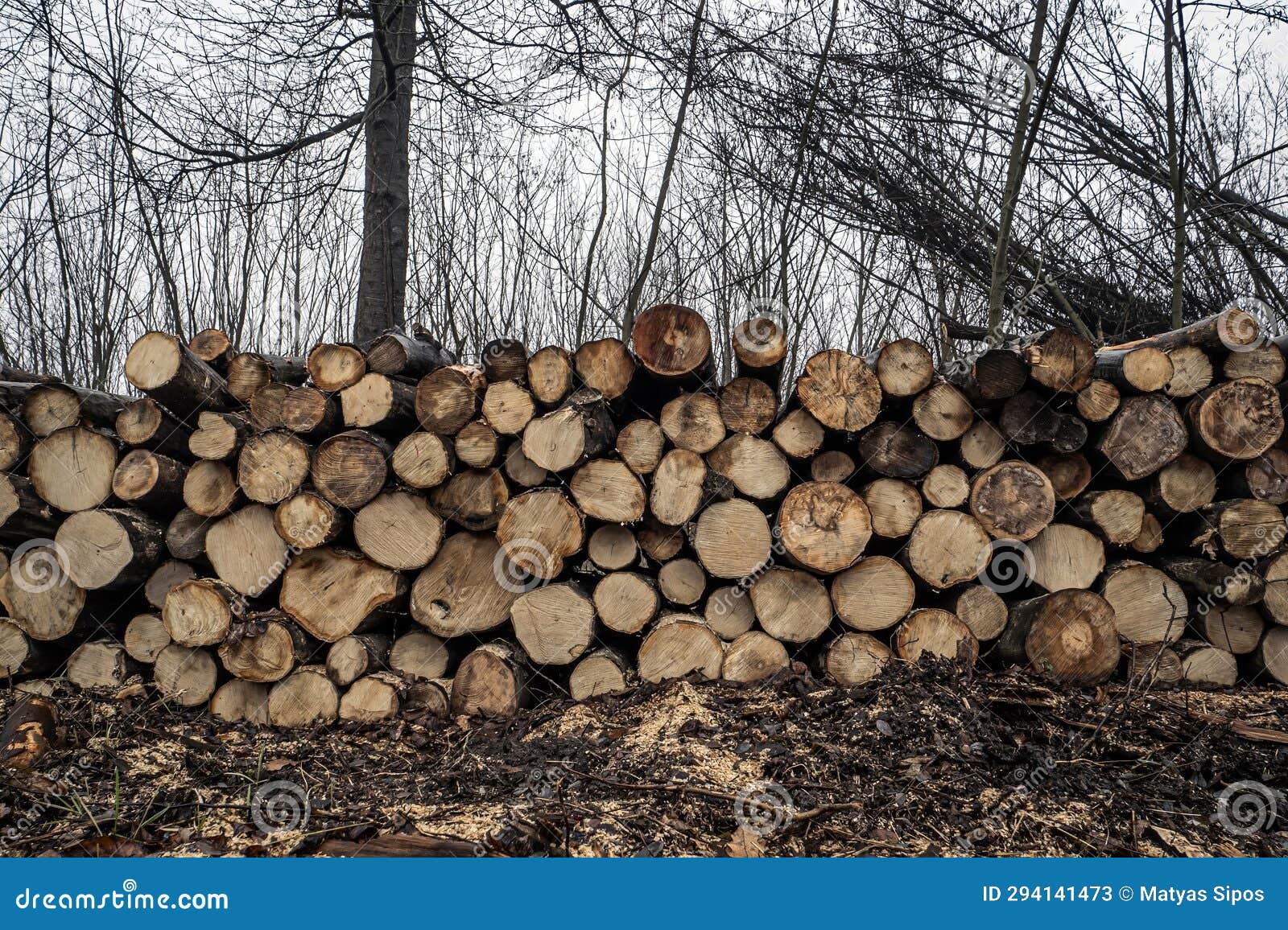 Log Pile in a Forest, Frontal View Stock Image - Image of industry ...
